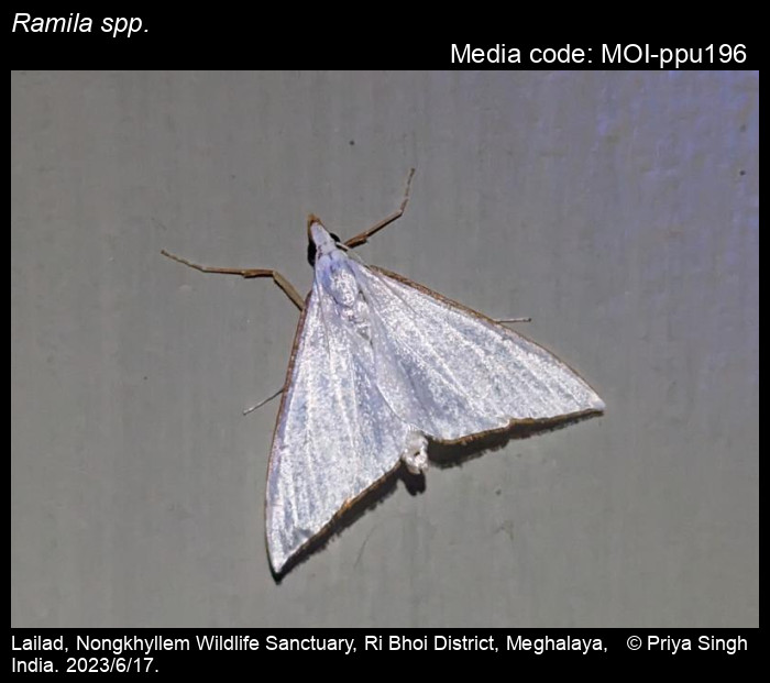 Ramila spp. Moore, [1868] - | Moths